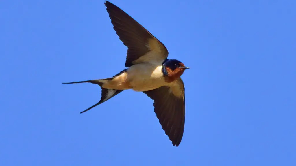 Swallow Bird Meaning: 3 Sacred and Powerful Symbol - Chirper Birds