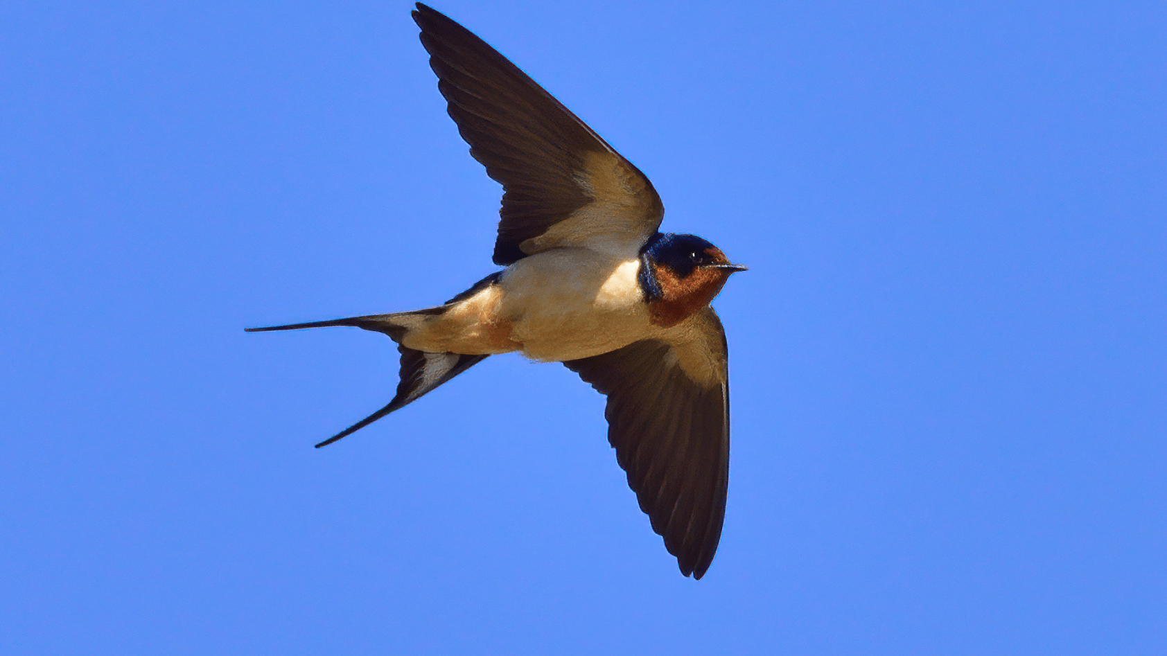 Swallow Bird Meaning: 3 Sacred and Powerful Symbol - Chirper Birds
