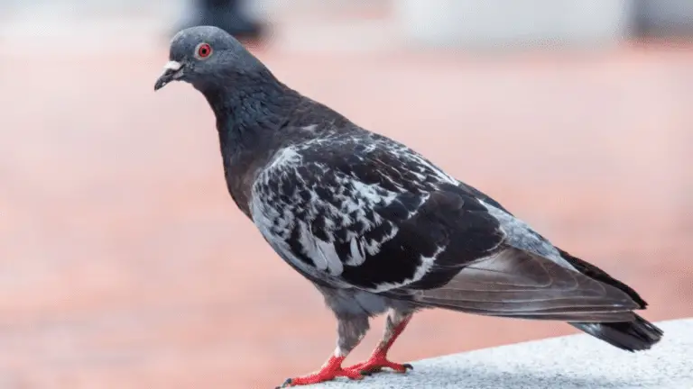 6 Astonishing Types of Doves Found in North America! - Chirper Birds