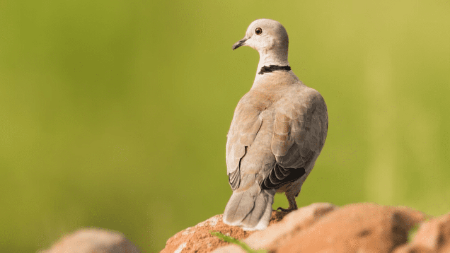 6 Astonishing Types of Doves Found in North America! - Chirper Birds