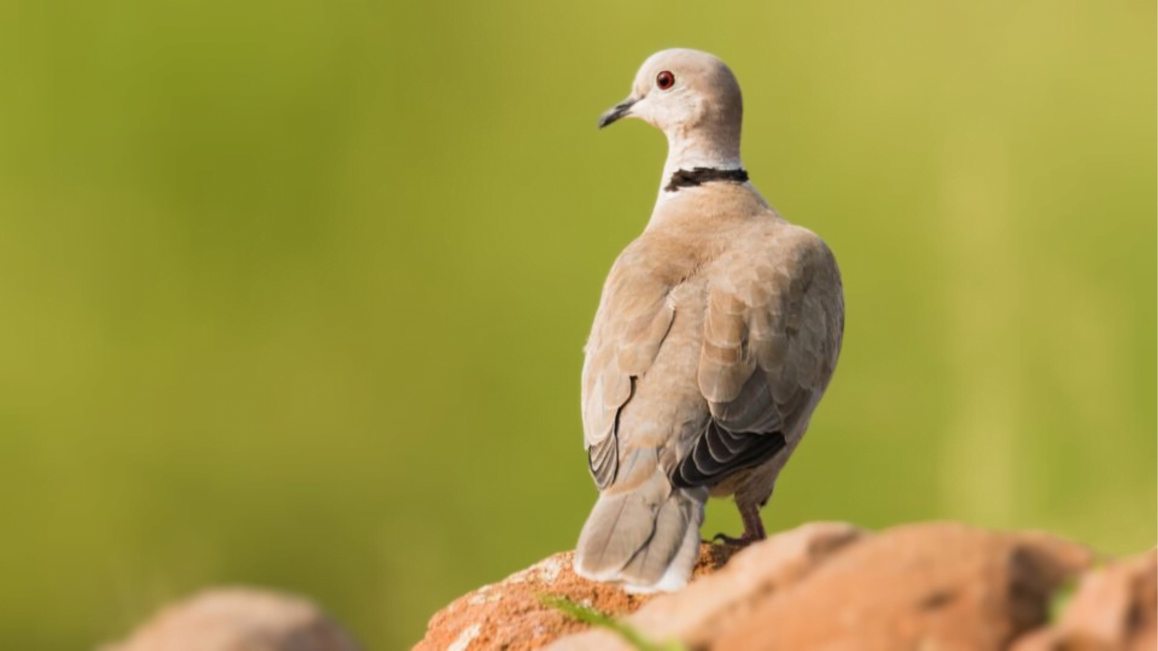 6 Astonishing Types of Doves Found in North America! - Chirper Birds