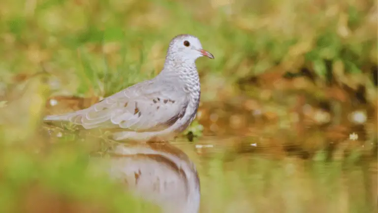 6 Astonishing Types of Doves Found in North America! - Chirper Birds
