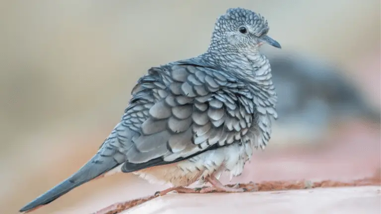 6 Astonishing Types of Doves Found in North America! - Chirper Birds