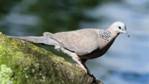6 Astonishing Types of Doves Found in North America! - Chirper Birds