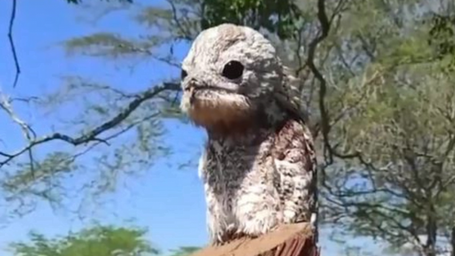 Mysterious Urutau Bird: 10 Astonishing Facts! - Chirper Birds