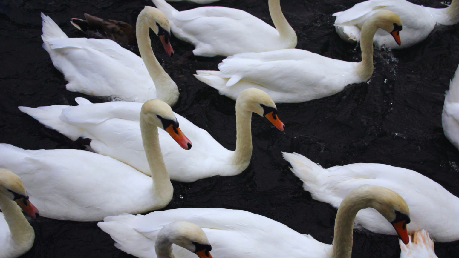 What Is a Group of Swans Called? 7 Amazing Collective Nouns! - Chirper ...