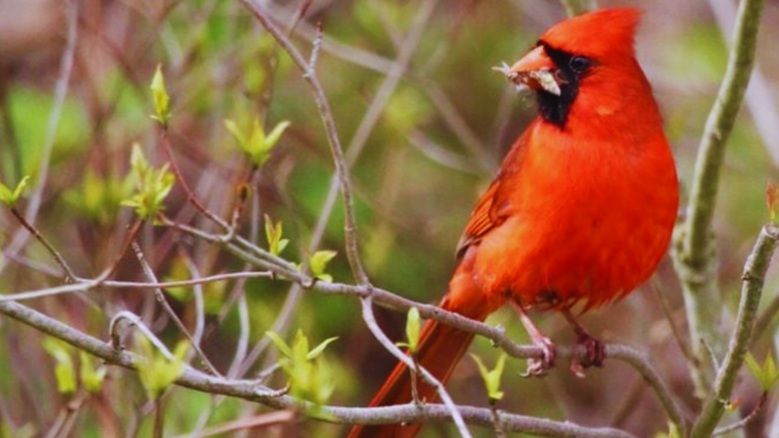 Cardinal Bird: 10 Iconic Symbols Of Beauty And Grace In The Avian World ...