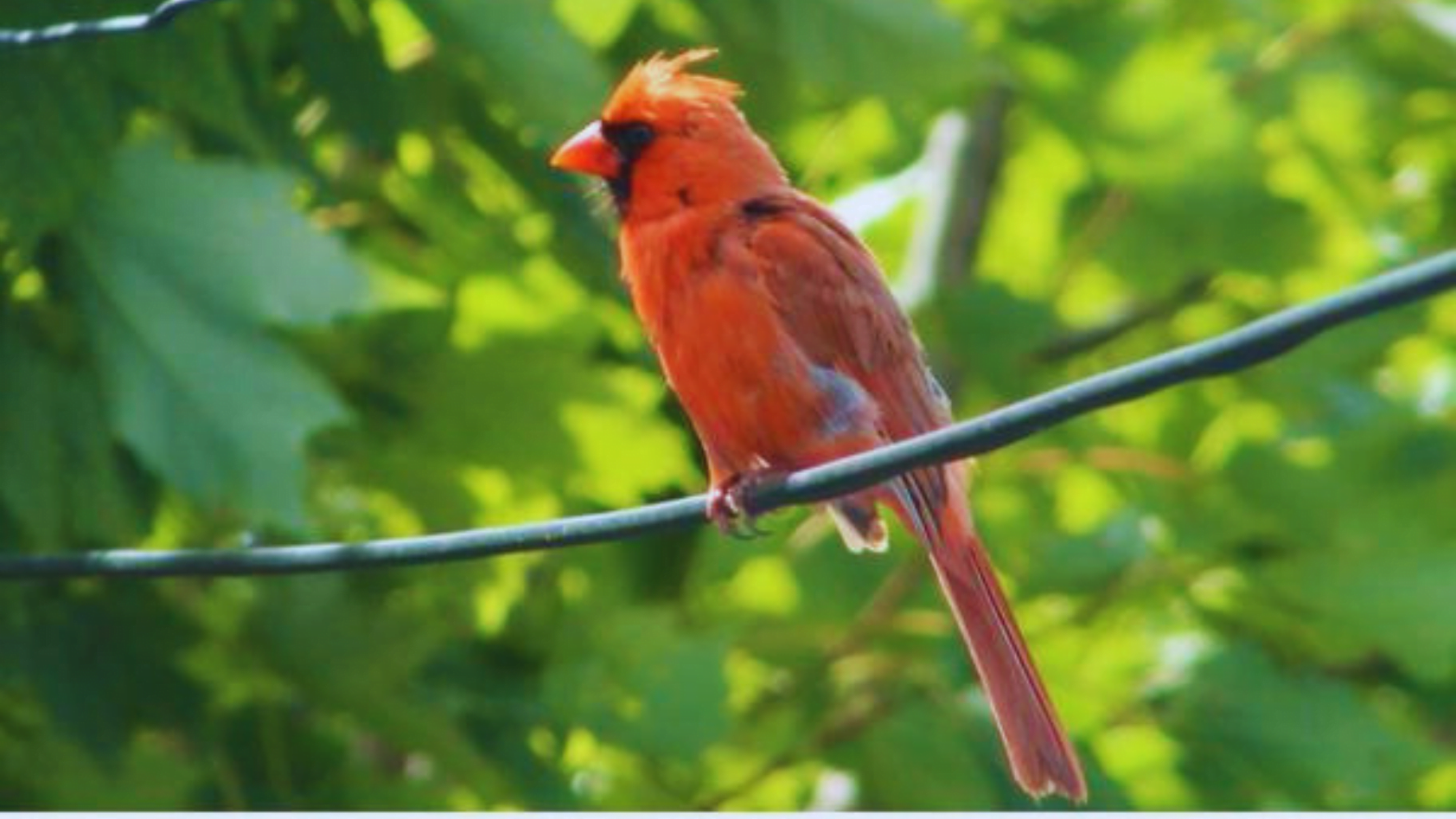 Where Do Cardinals Nest At Night? 5 Fascinating Facts You Must Know ...