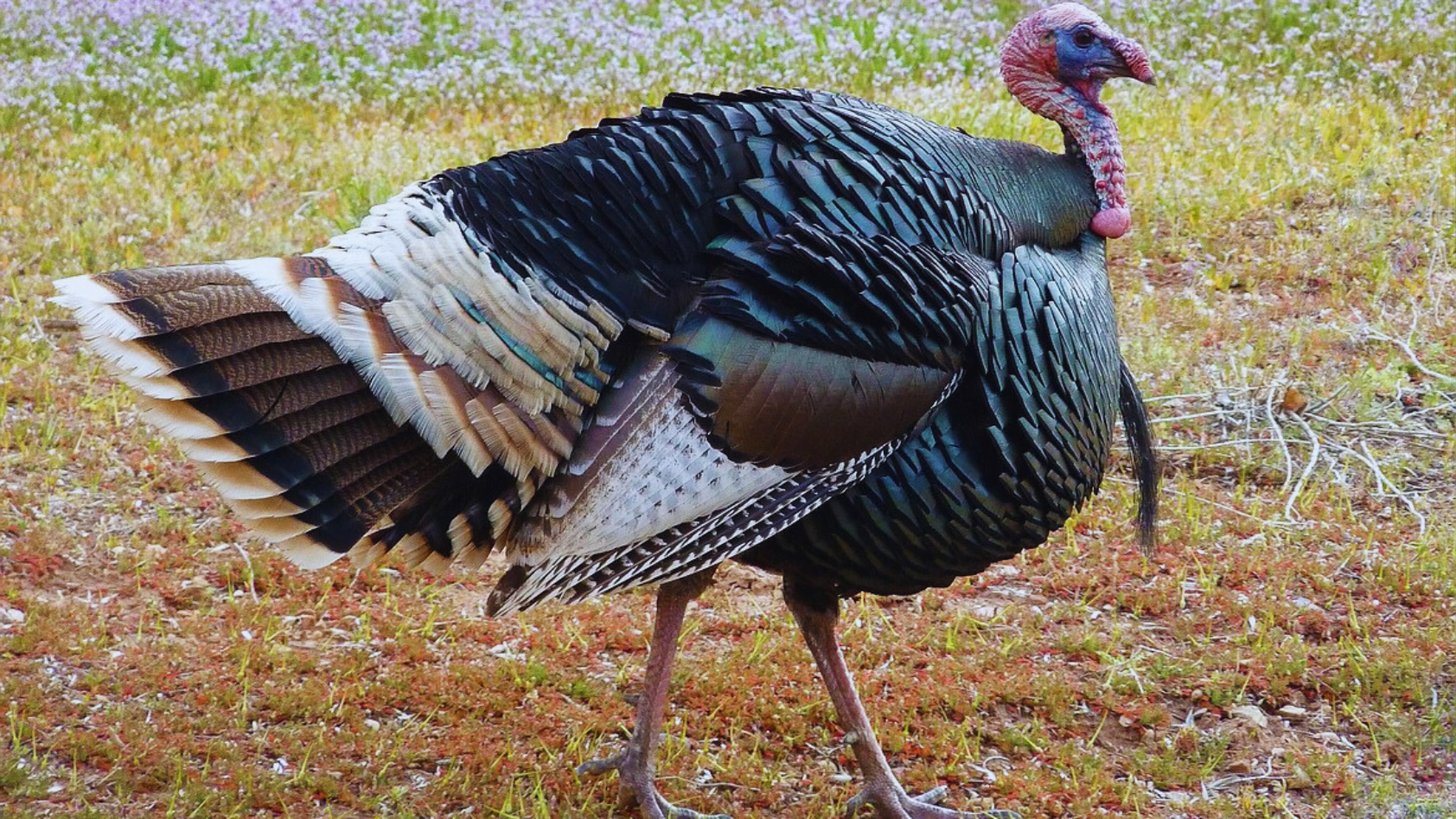 Where Do Turkeys Sleep? 10 Shocking Facts - Chirper Birds