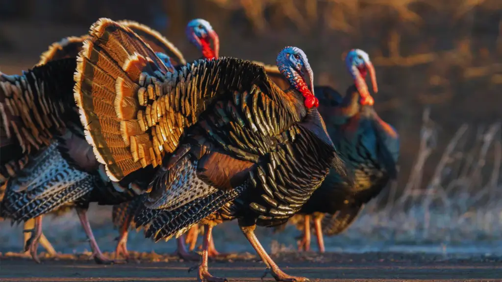 Where Do Turkeys Sleep? 10 Shocking Facts - Chirper Birds
