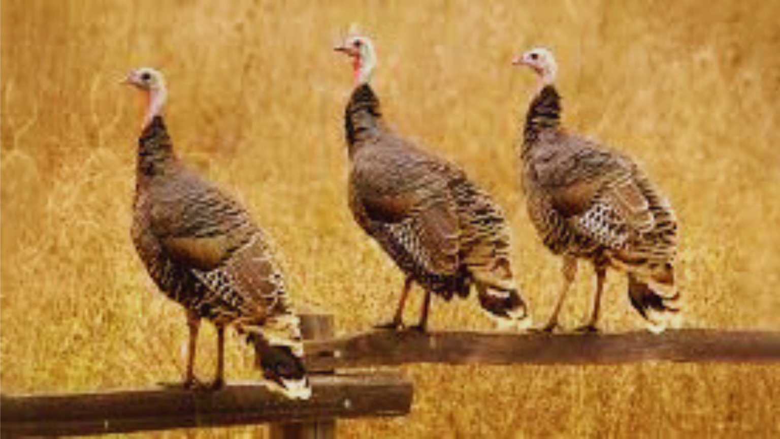 Where Do Turkeys Sleep? 10 Shocking Facts - Chirper Birds