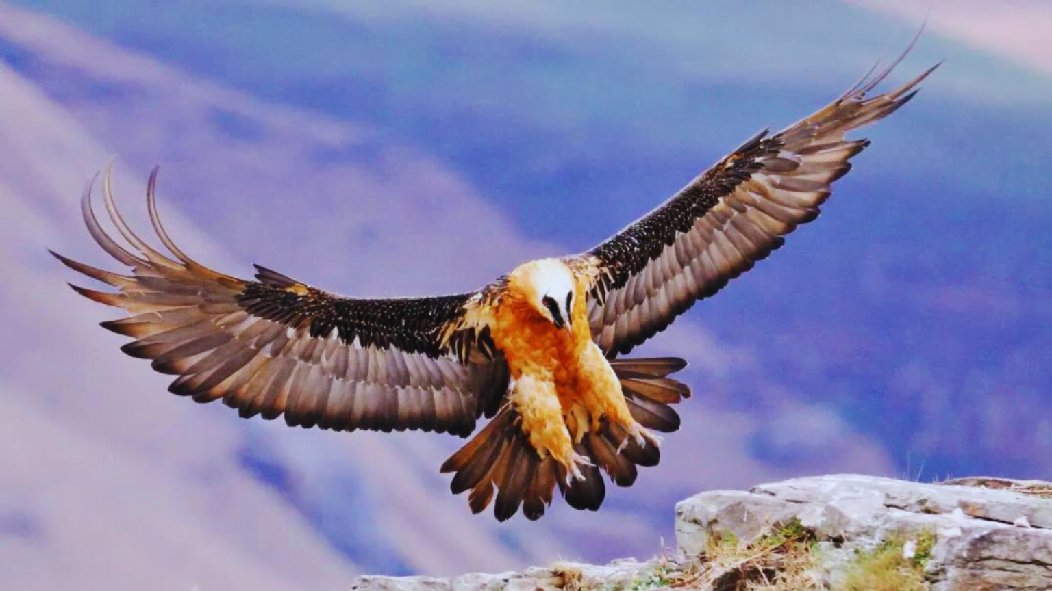 10 Most Beautiful Birds That Will Take Your Breath Away! - Chirper Birds