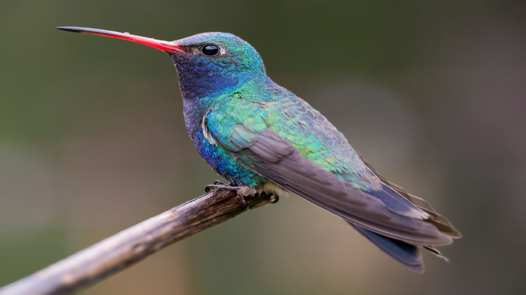 10 Most Beautiful Birds That Will Take Your Breath Away! - Chirper Birds