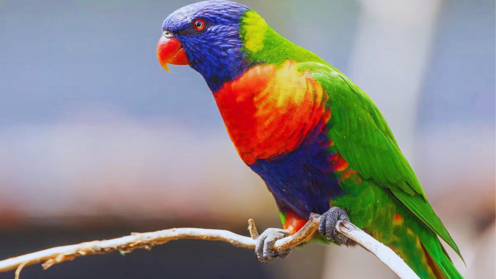 10 Most Beautiful Birds That Will Take Your Breath Away! - Chirper Birds