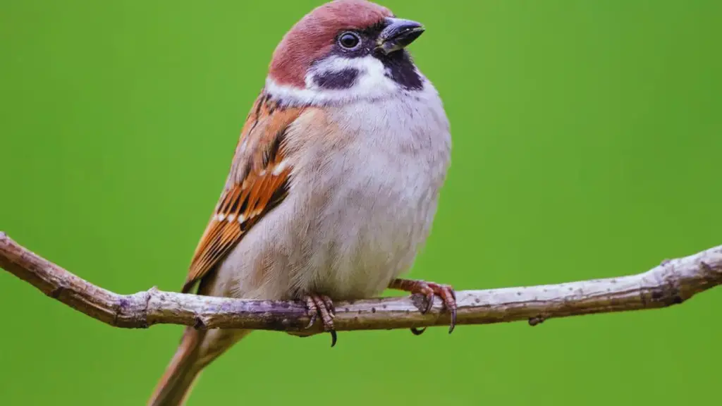 10 Most Beautiful Birds That Will Take Your Breath Away! - Chirper Birds