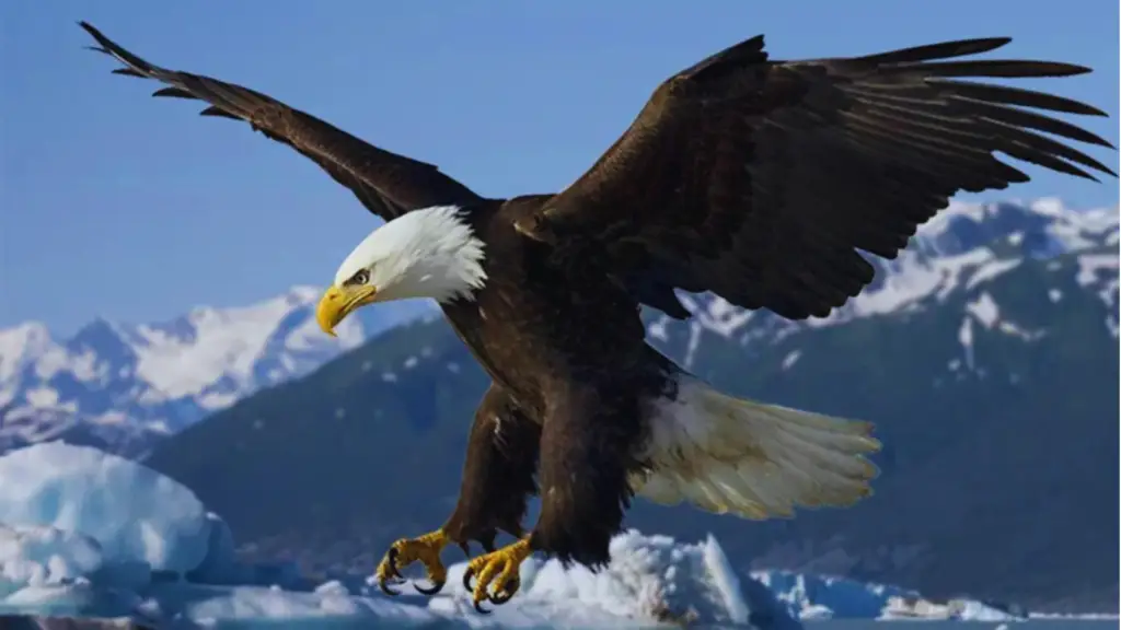 10 Most Beautiful Birds That Will Take Your Breath Away! - Chirper Birds