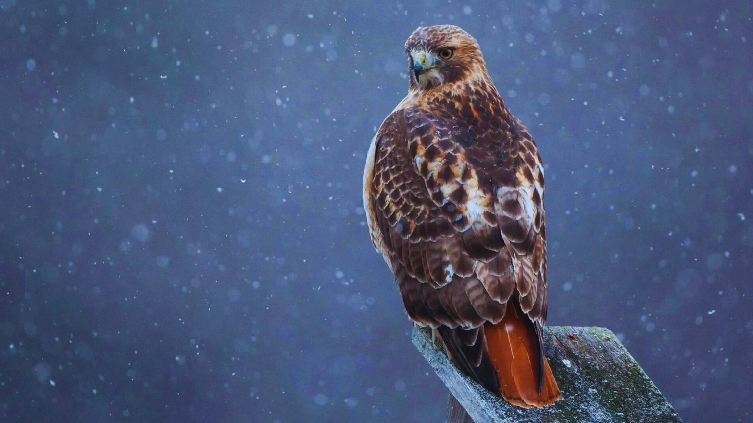 10 Most Beautiful Birds That Will Take Your Breath Away! - Chirper Birds