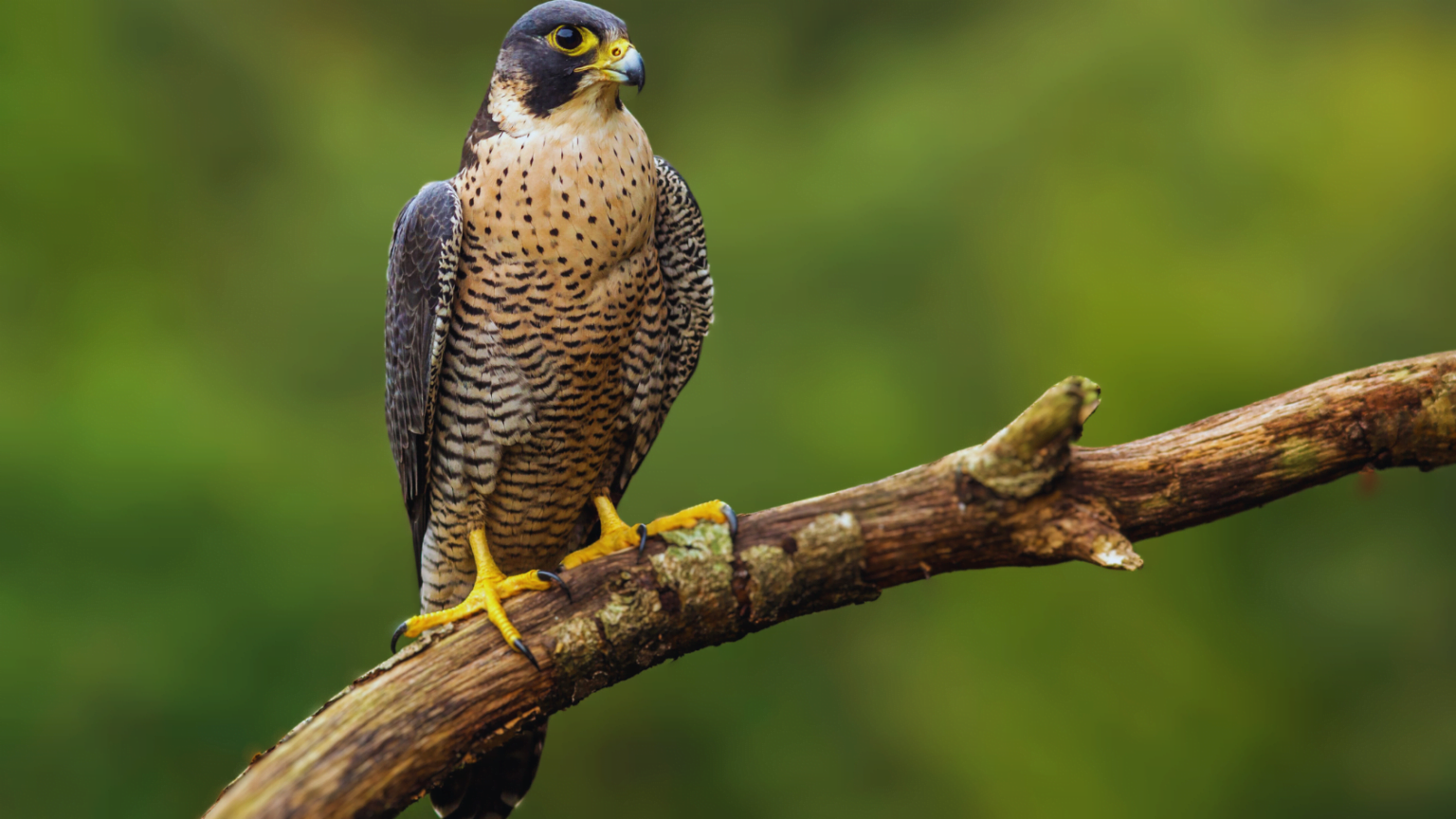 10 Most Beautiful Birds That Will Take Your Breath Away! - Chirper Birds