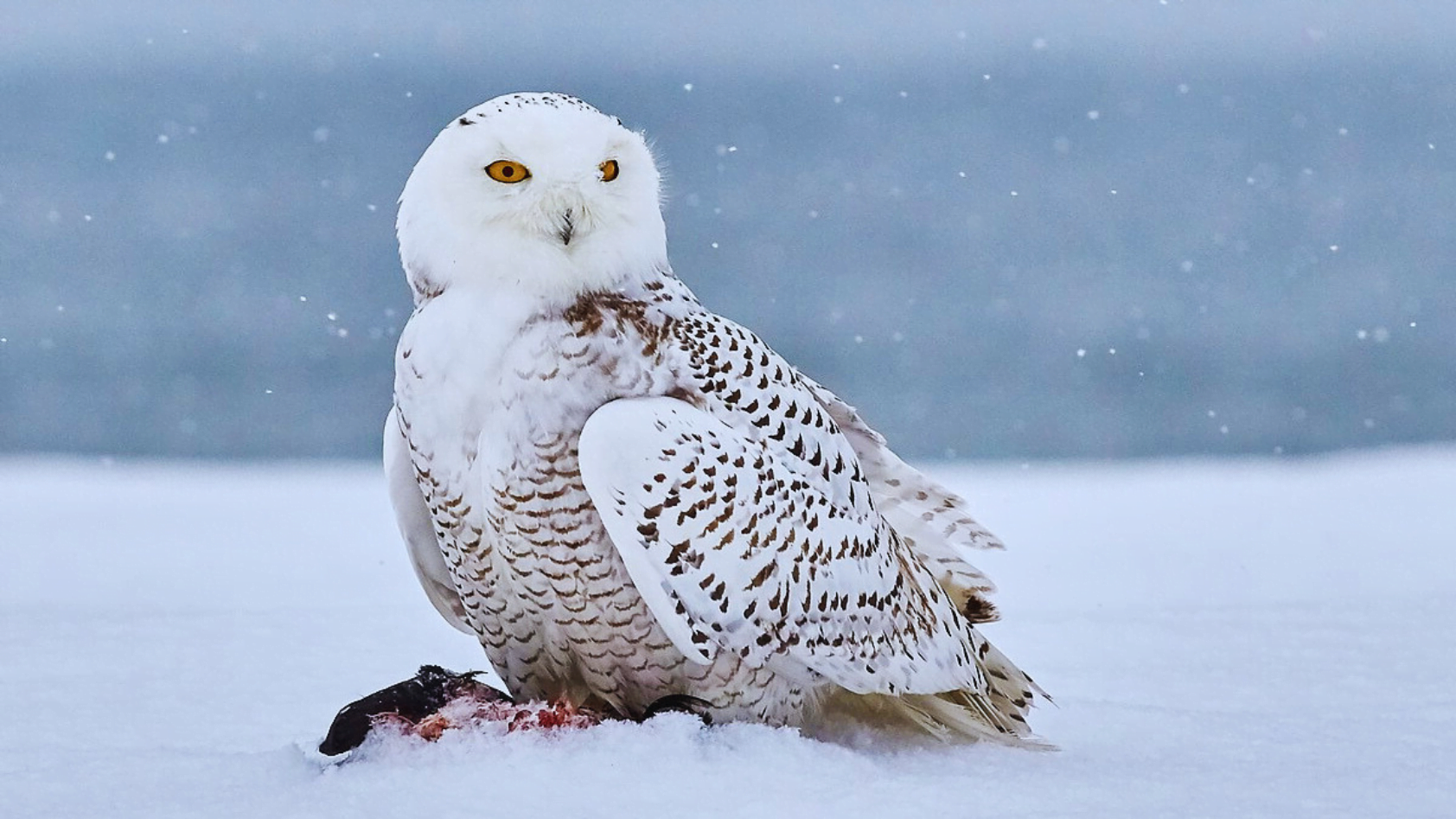 10 Most Beautiful Birds That Will Take Your Breath Away! - Chirper Birds