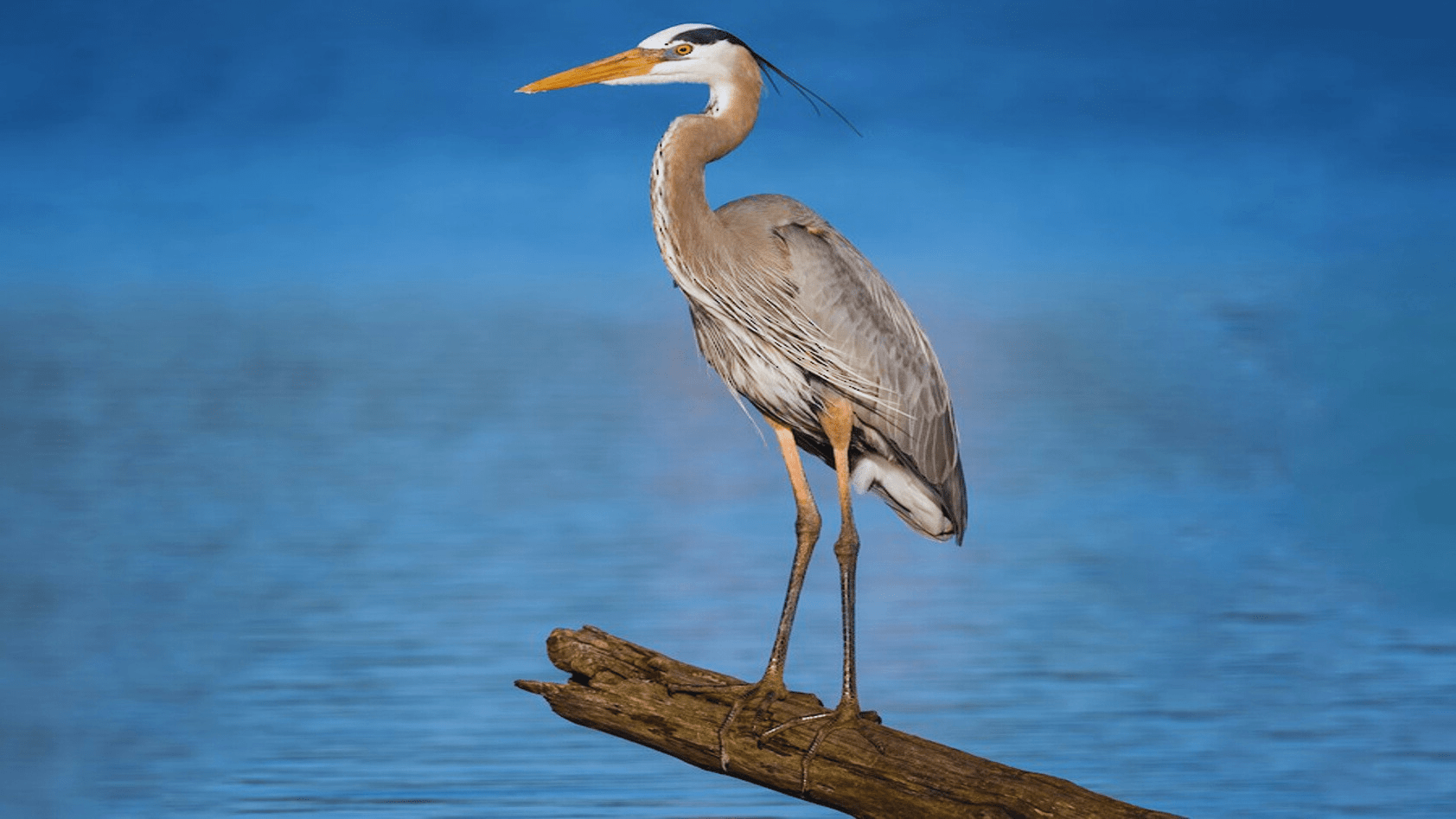 10 Most Beautiful Birds That Will Take Your Breath Away! - Chirper Birds