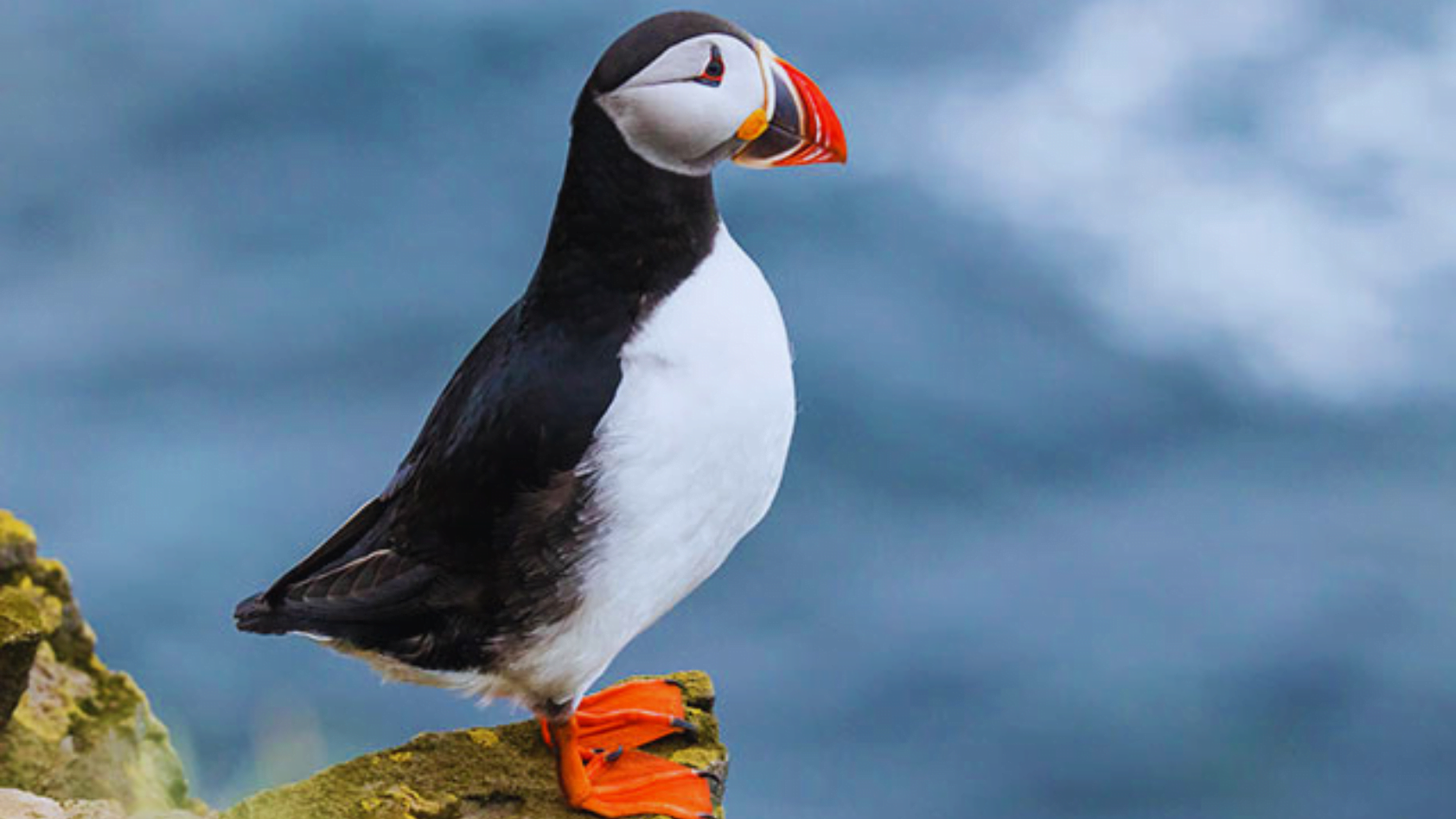 10 Most Beautiful Birds That Will Take Your Breath Away! - Chirper Birds