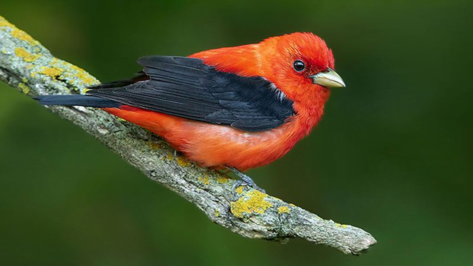 Bird Poop is Good Luck: 7 Fascinating Stories - Chirper Birds