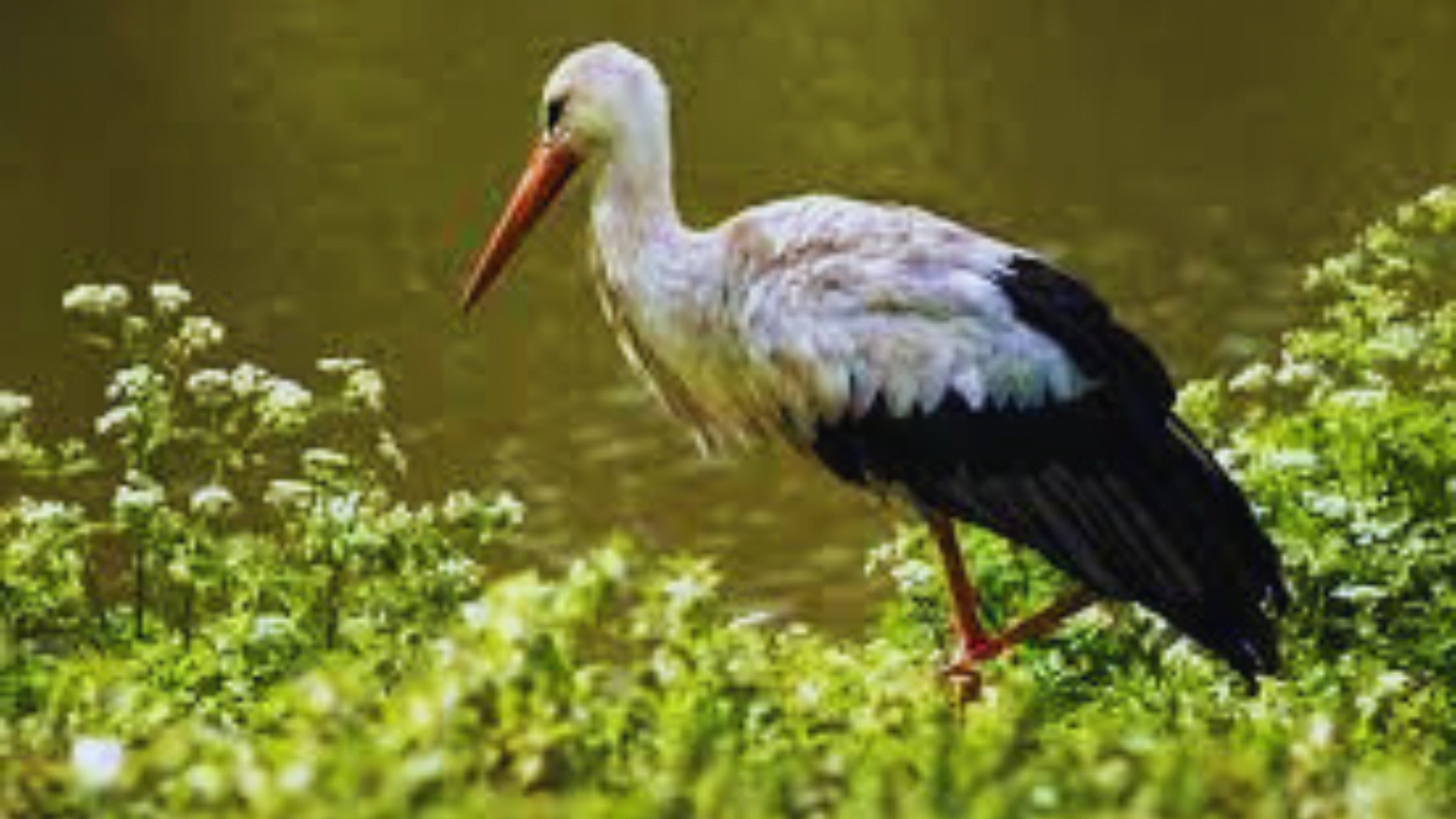 Bird Poop is Good Luck: 7 Fascinating Stories - Chirper Birds