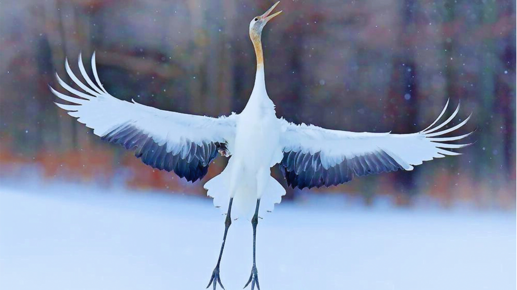 Bird Poop is Good Luck: 7 Fascinating Stories - Chirper Birds