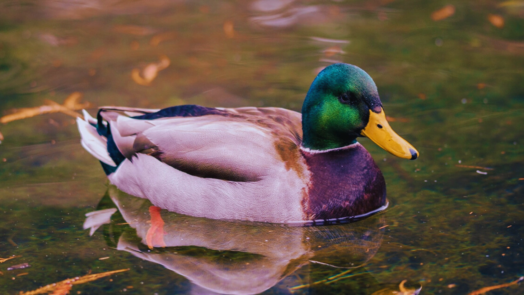 Bird Poop is Good Luck: 7 Fascinating Stories - Chirper Birds