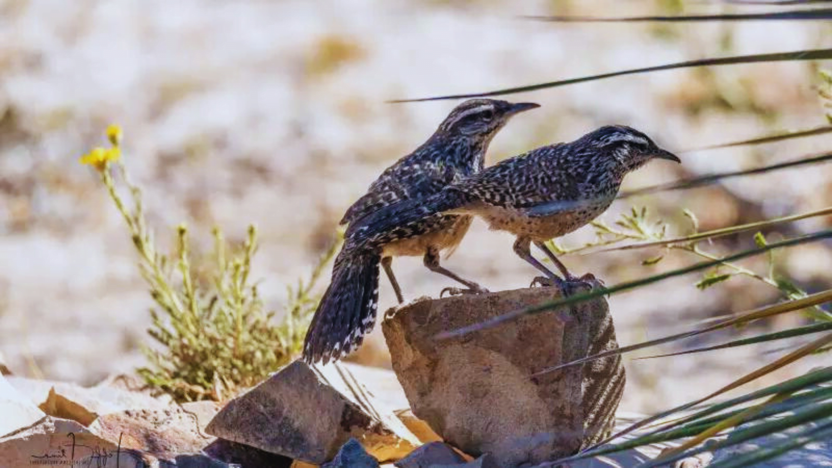 Meet the Cactus Wren: A Delightful Desert Bird - Chirper Birds
