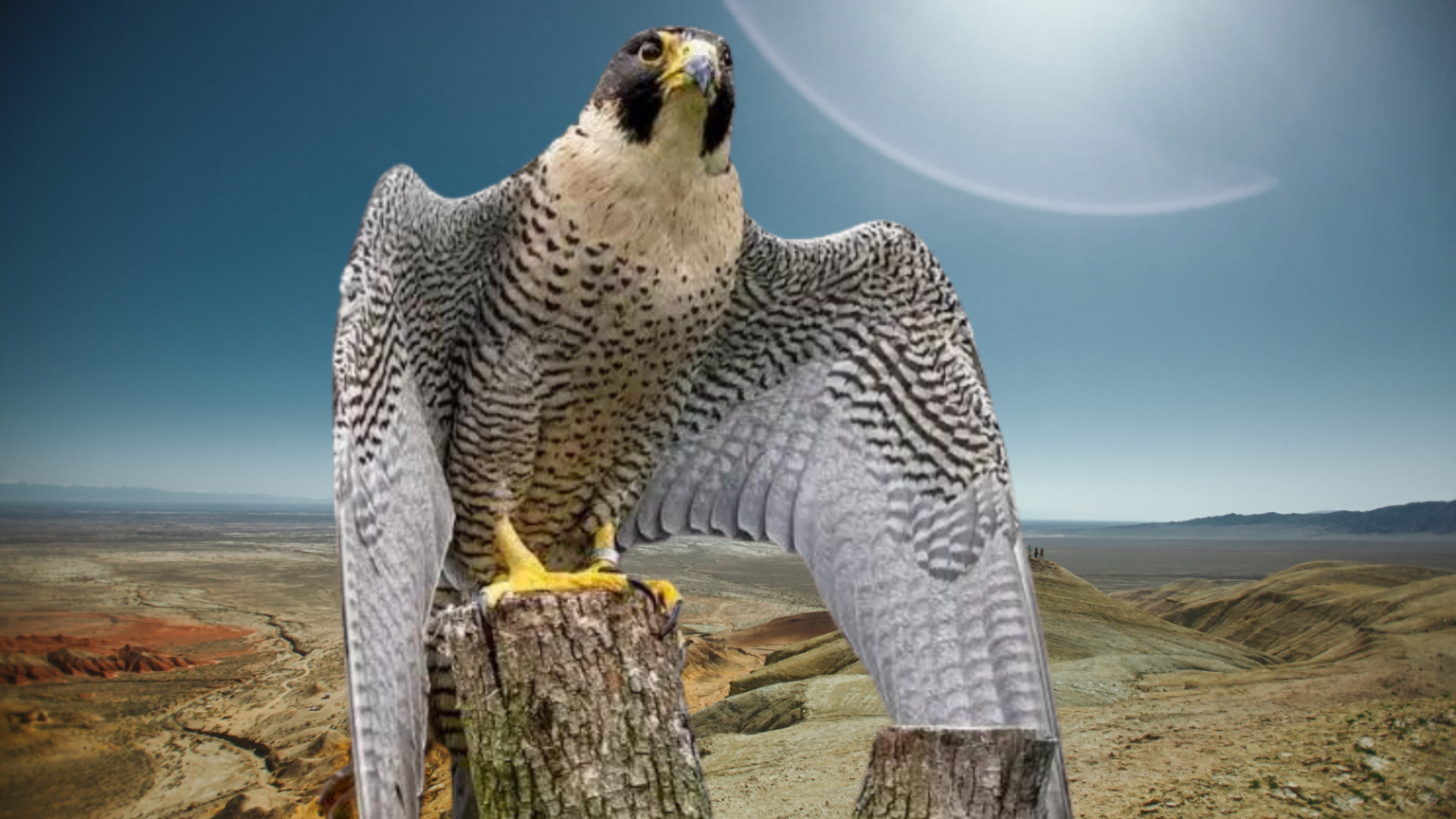 4 Falcons in San Diego: A Complete Guide for Bird Lovers! - Chirper Birds
