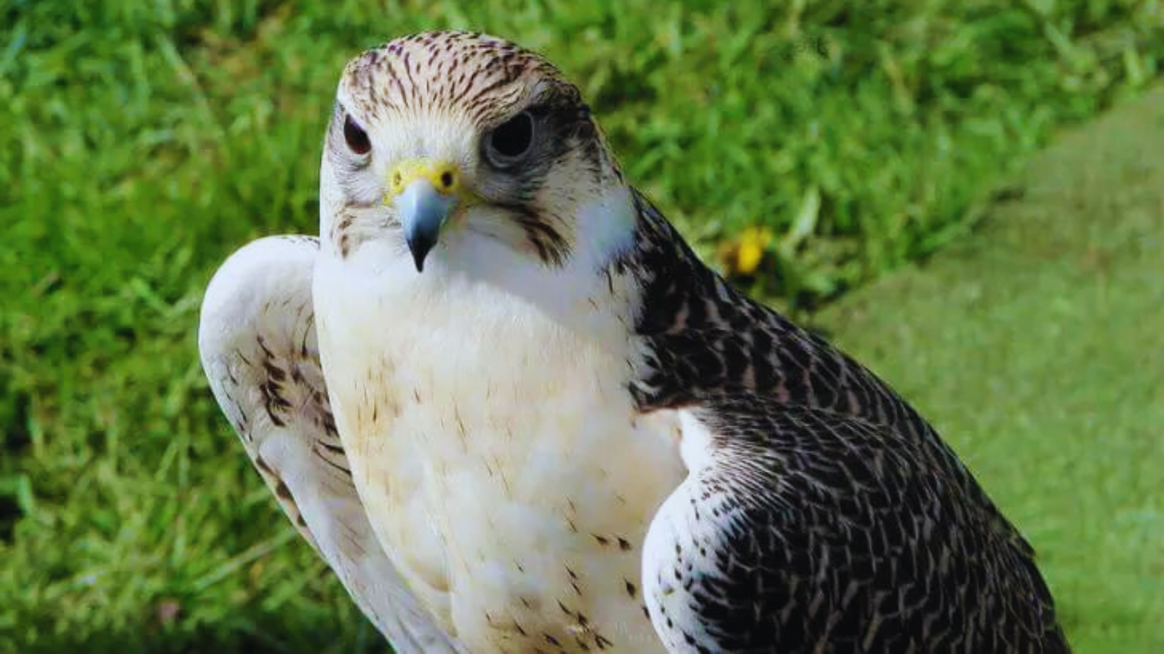 4 Falcons in San Diego: A Complete Guide for Bird Lovers! - Chirper Birds