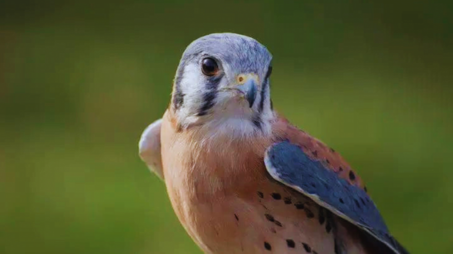 4 Falcons in San Diego: A Complete Guide for Bird Lovers! - Chirper Birds
