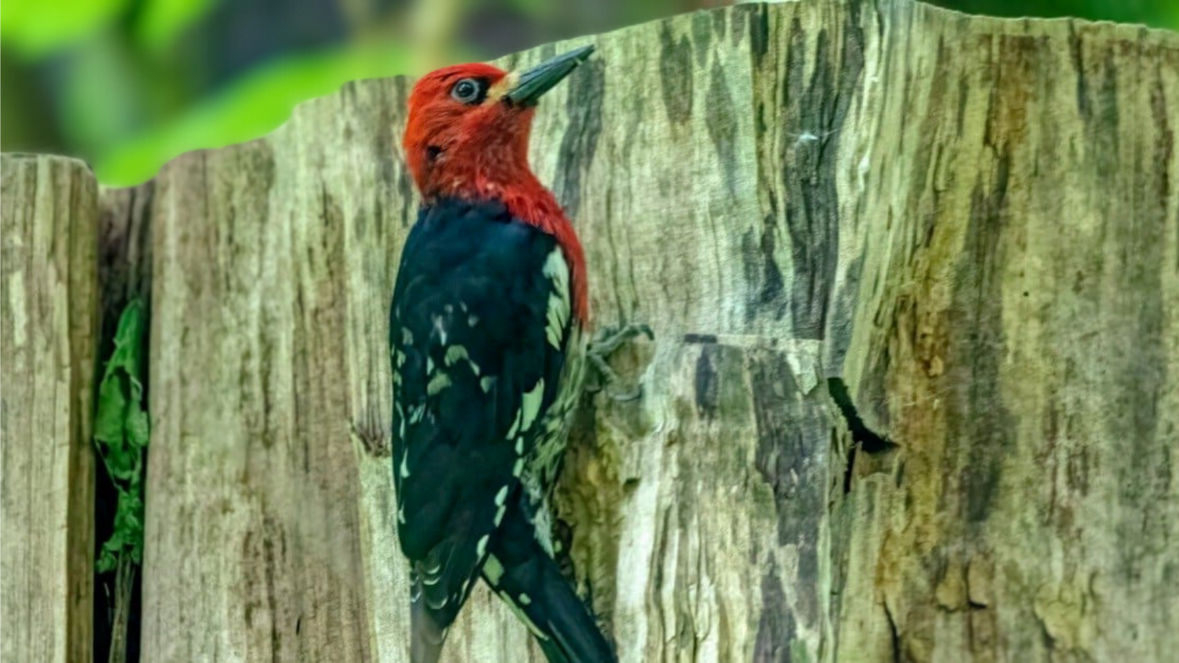 Meet the 8 Charming Red-Chested Small Bird: A Delightful Sight ...