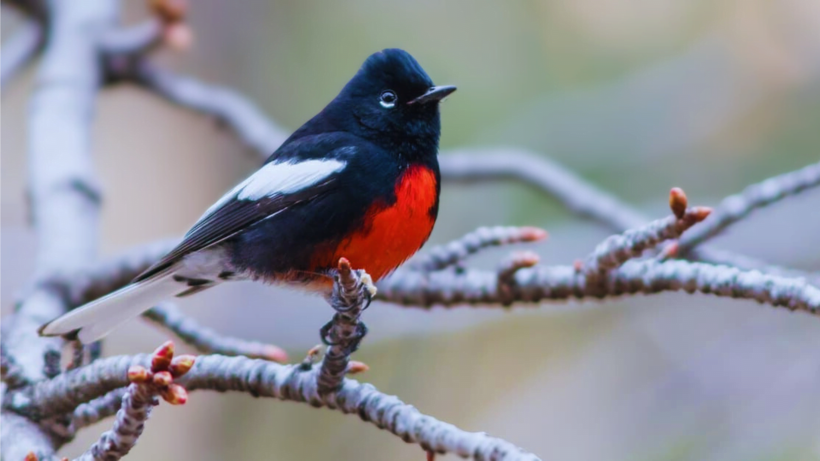 Meet the 8 Charming Red-Chested Small Bird: A Delightful Sight ...