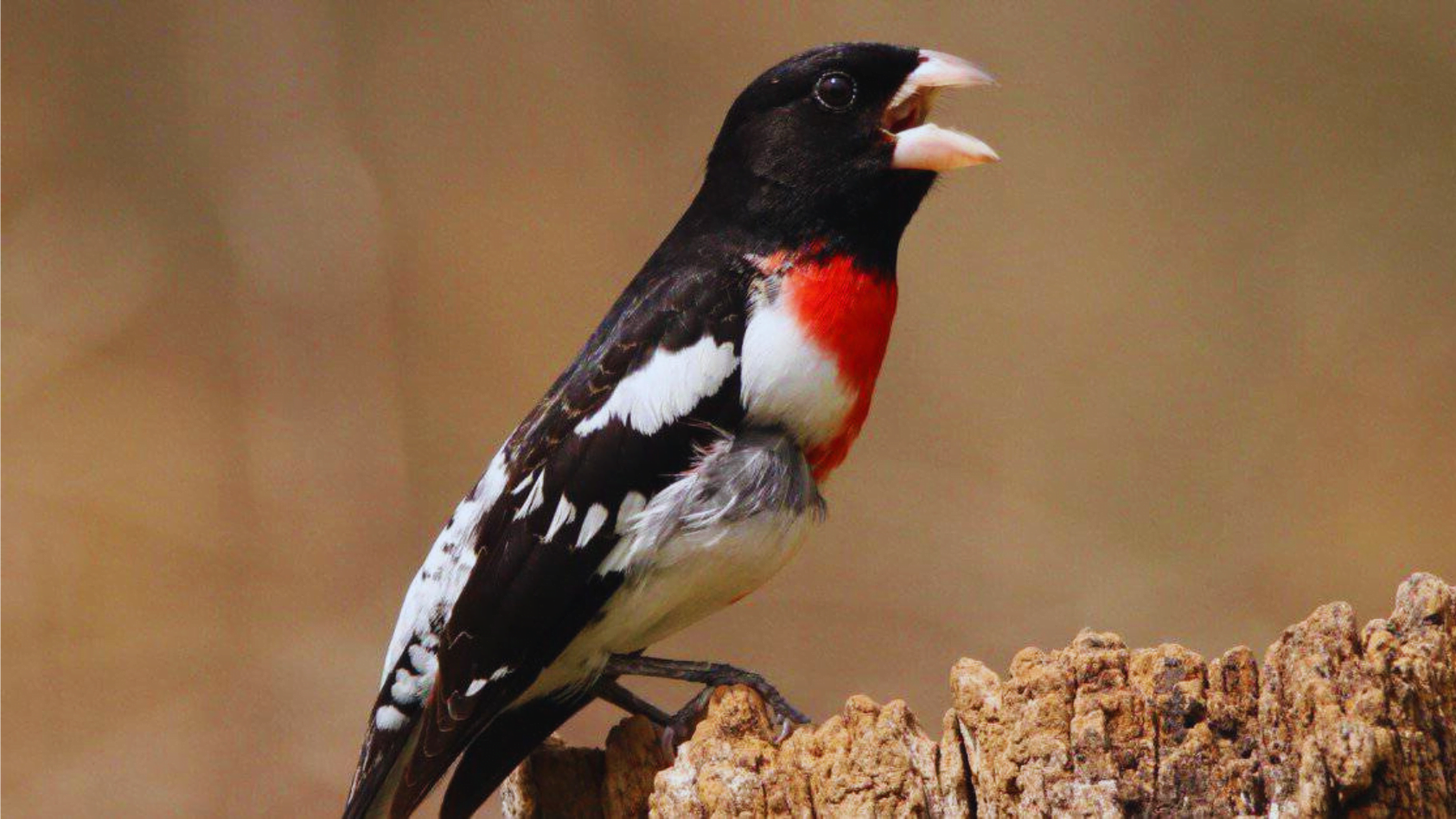Meet the 8 Charming Red-Chested Small Bird: A Delightful Sight ...