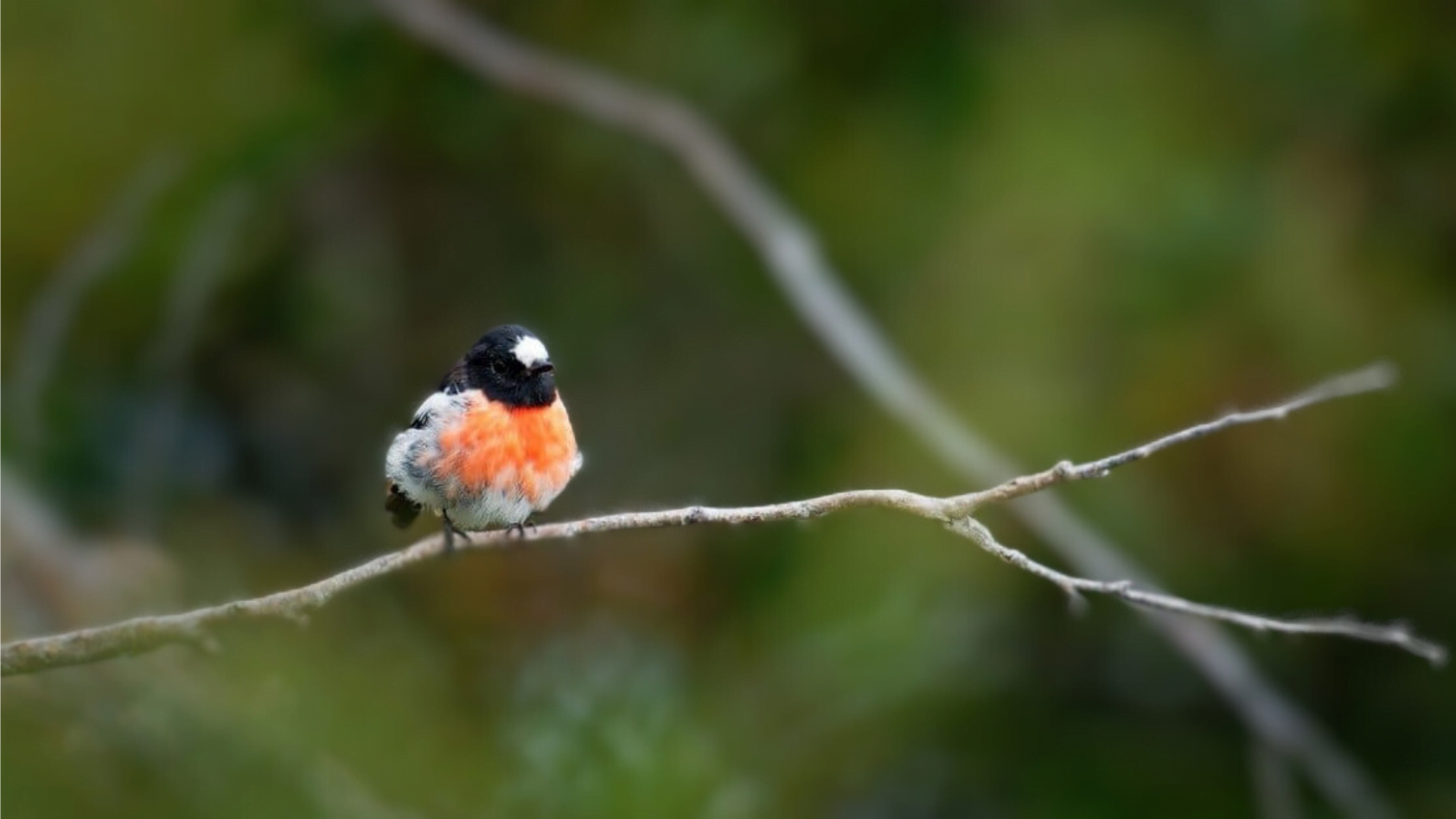 Meet the 8 Charming Red-Chested Small Bird: A Delightful Sight ...