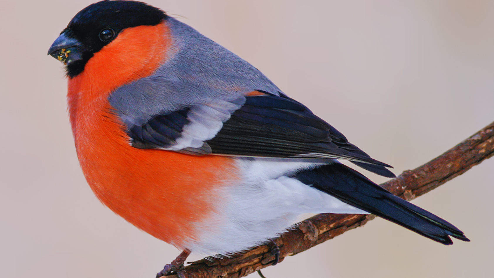 Meet the 8 Charming Red-Chested Small Bird: A Delightful Sight ...