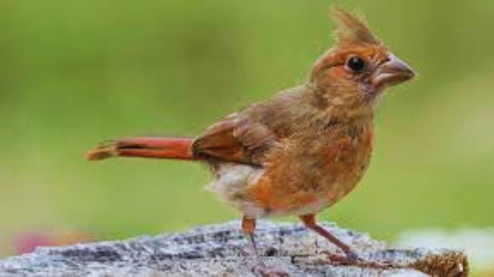 Baby Cardinal: Adorable Encounters With Young Scarlet Songbirds ...