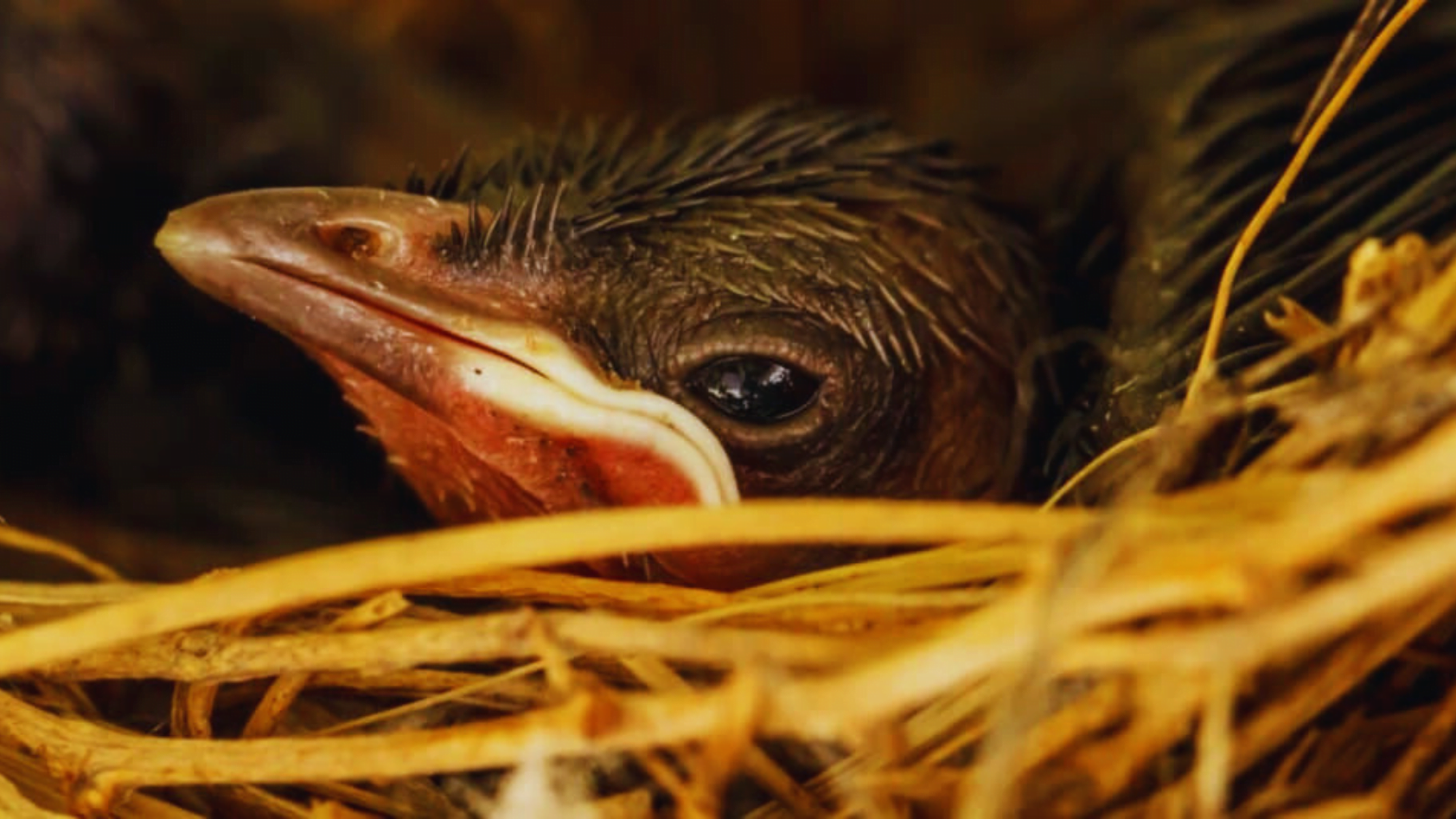 10 Amazing Facts About Baby Robins You Didn't Know! - Chirper Birds