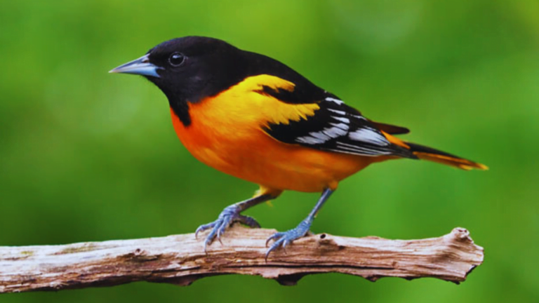 Baltimore Oriole Migration Tracker 2023: Tracking The Journey Of ...