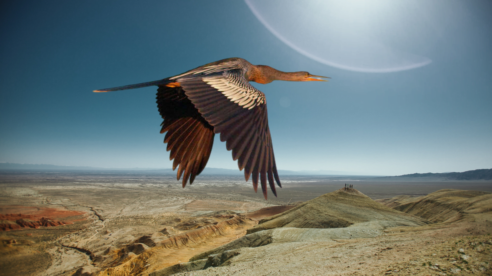 Bird With Wings Spread: Capturing The 5 Graceful Splendor Of Avian ...