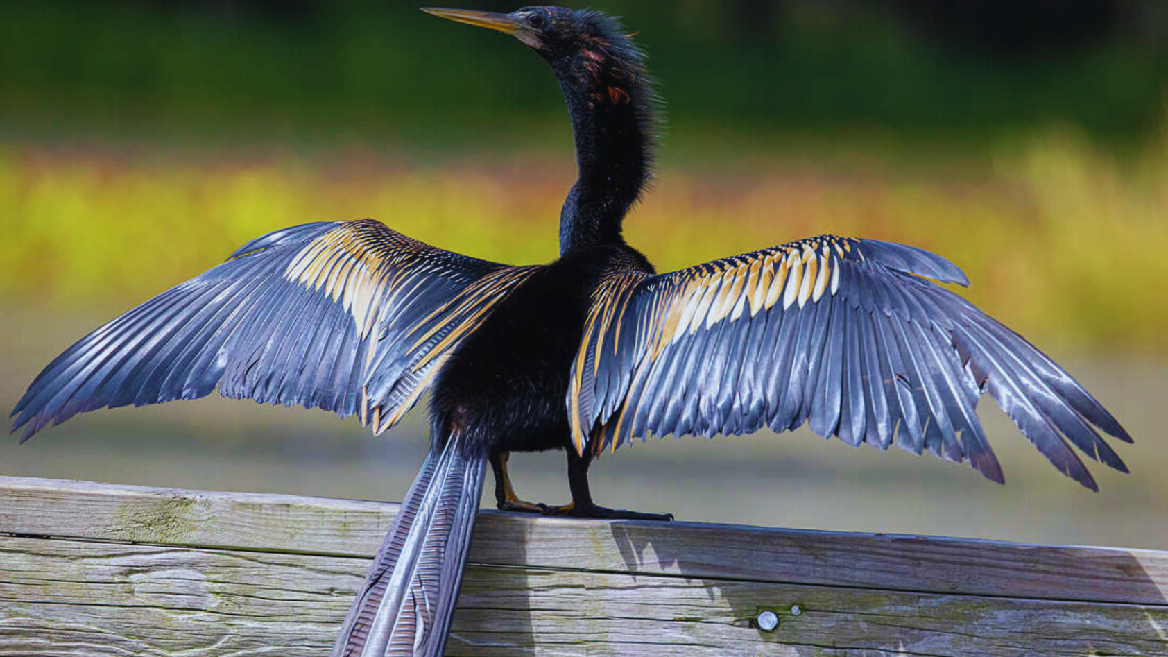Bird With Wings Spread: Capturing The 5 Graceful Splendor Of Avian ...