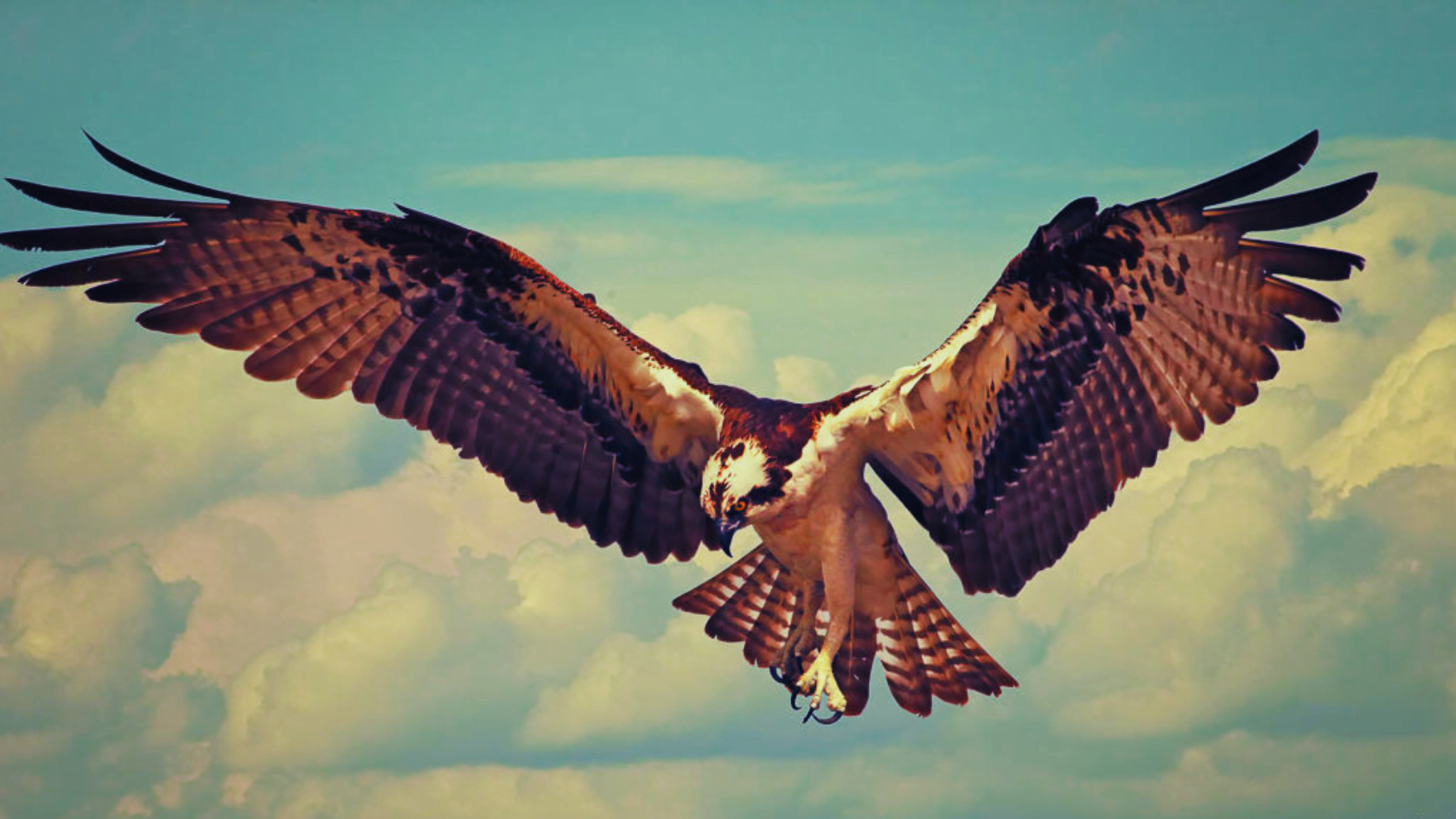 Bird With Wings Spread: Capturing The 5 Graceful Splendor Of Avian ...