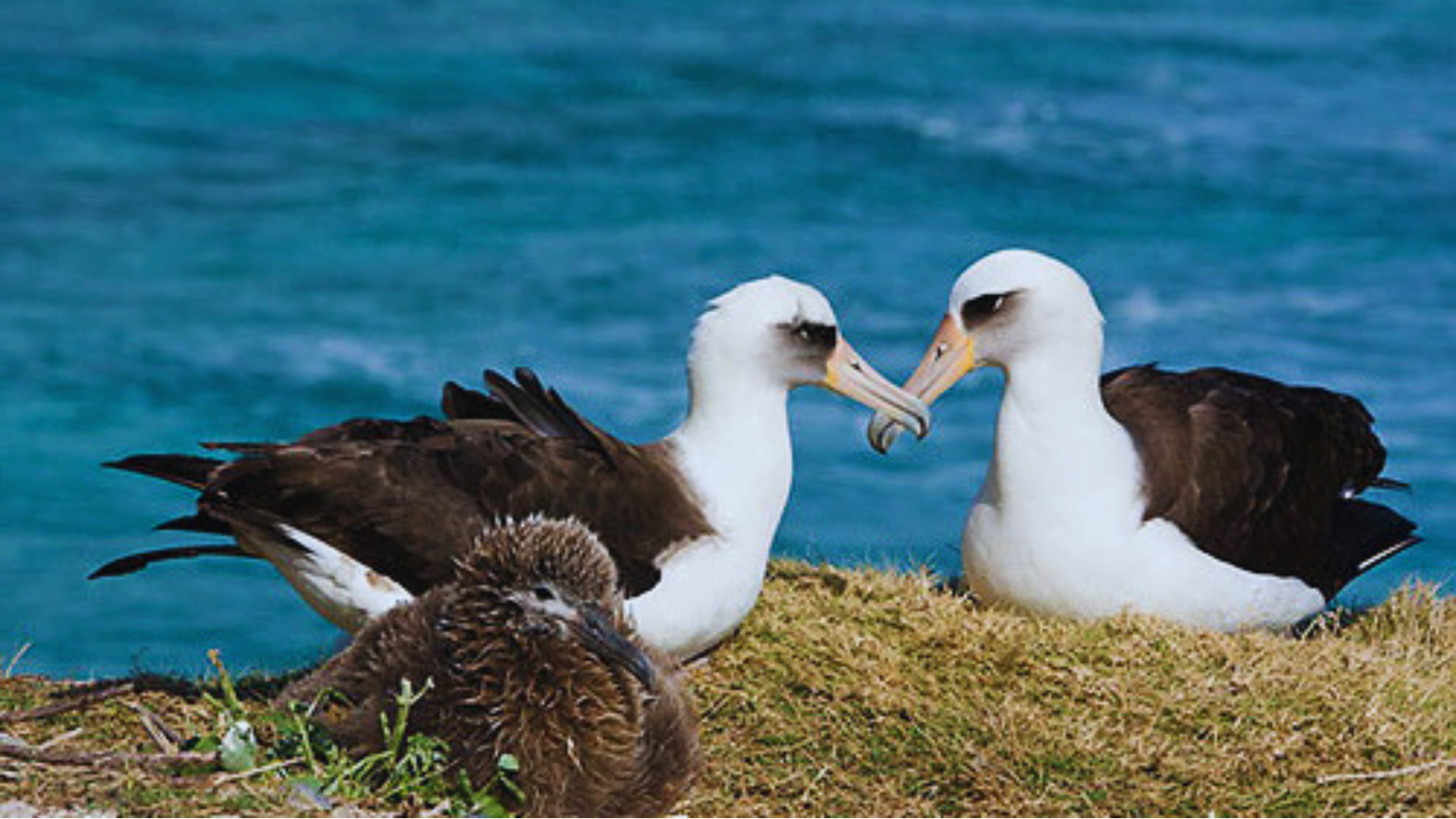 10 Stunning Birds Of Oahu You Must See! - Chirper Birds