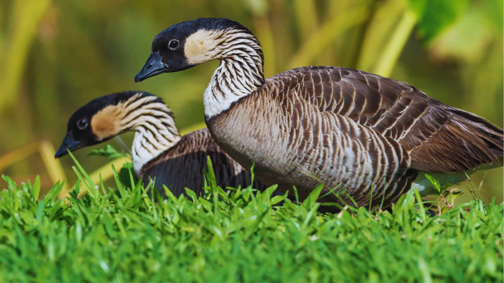 10 Stunning Birds Of Oahu You Must See! - Chirper Birds