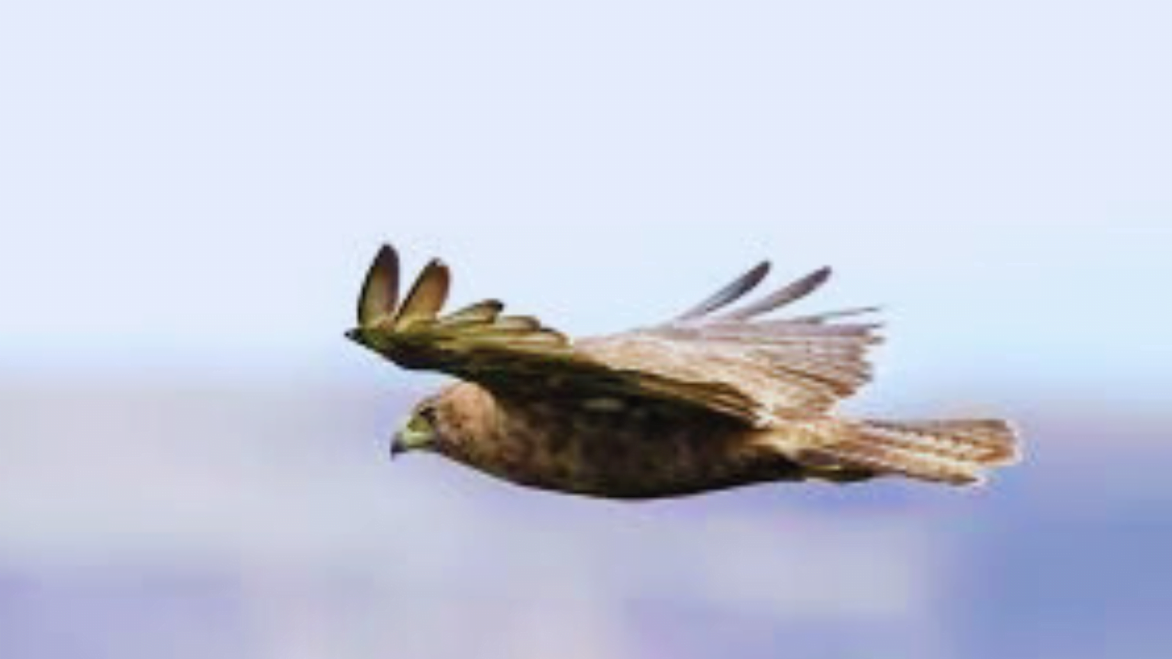 10 Stunning Birds Of Oahu You Must See! - Chirper Birds