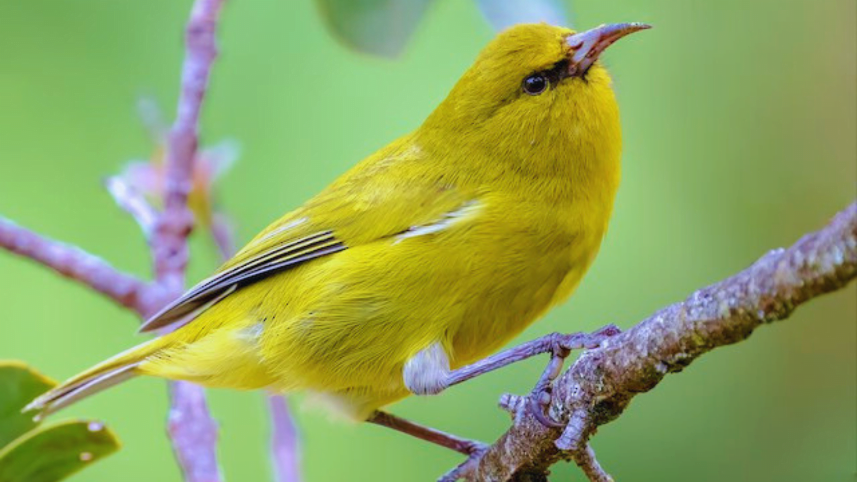 10 Stunning Birds Of Oahu You Must See! - Chirper Birds