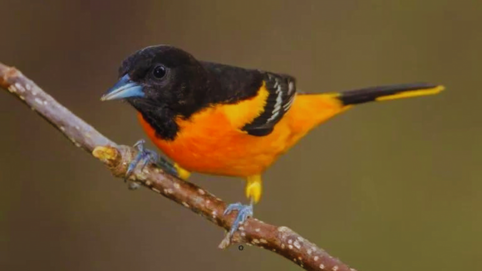 Discover Birds With Orange Chest: A Guide to Vibrant Species
