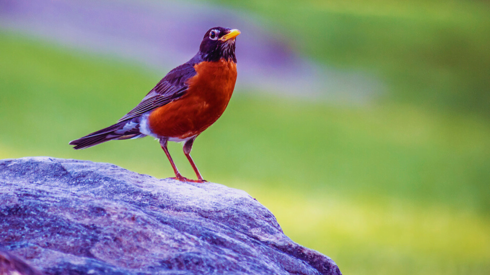 Discover Birds With Orange Chest: A Guide to Vibrant Species